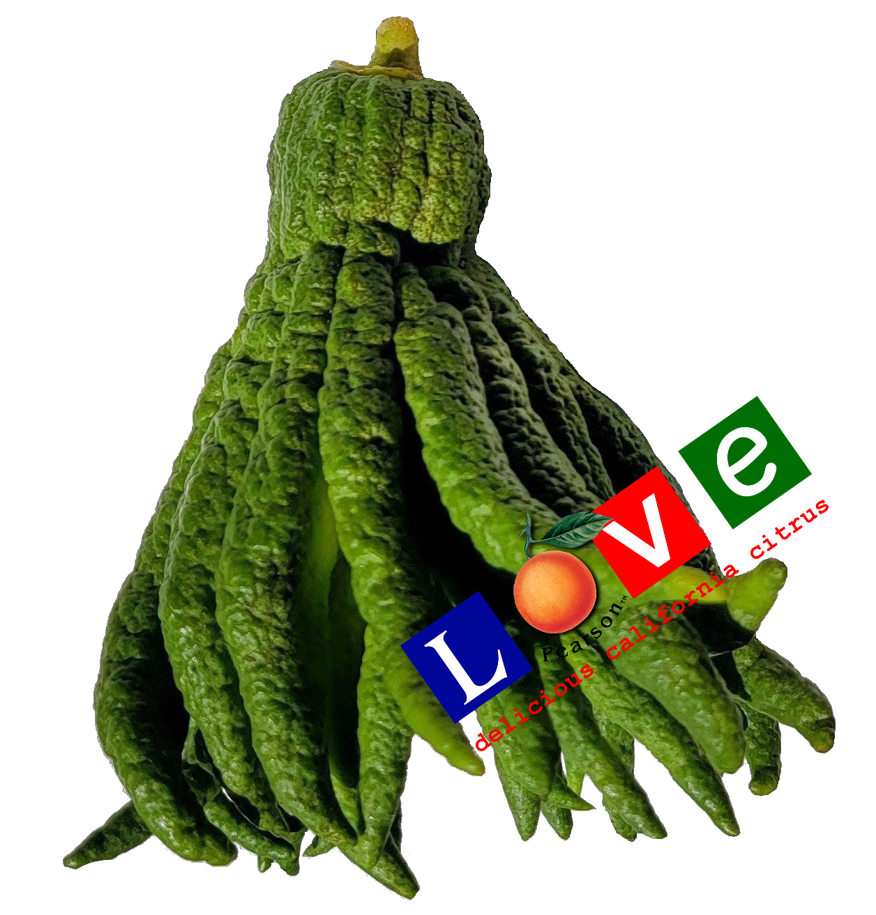 Buddha Hand Citron – Pearson Ranch