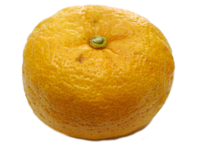 Yuzu - 4 Pounds (5-12 ct.) – Pearson Ranch